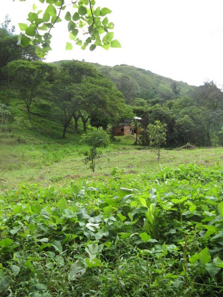 Fotos de Finca/Quinta en Venta. Organic Farm For Sale - FIV8981