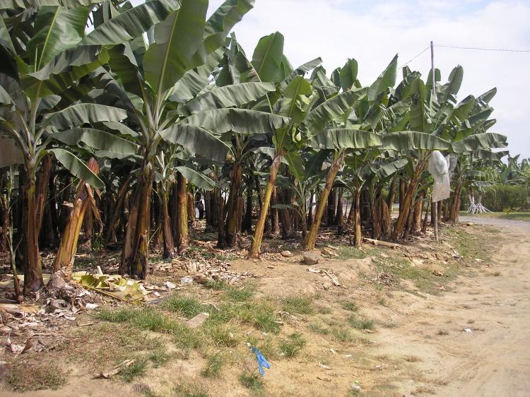VENDO FINCA BANANERA CON INFRAESTRUCTURA - HAV8335