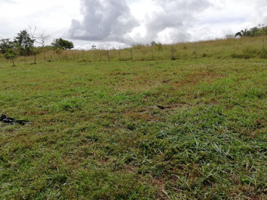 FINCA DE 10 HECTÁREAS EN SANTA CRUZ DEL ARADO DE LA CHORRERA - FIV62400