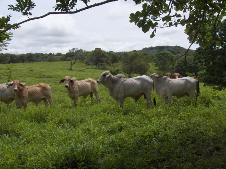 VENDO FINCA GANADERA 55.5 HA EN VERAGUAS - FIV11414